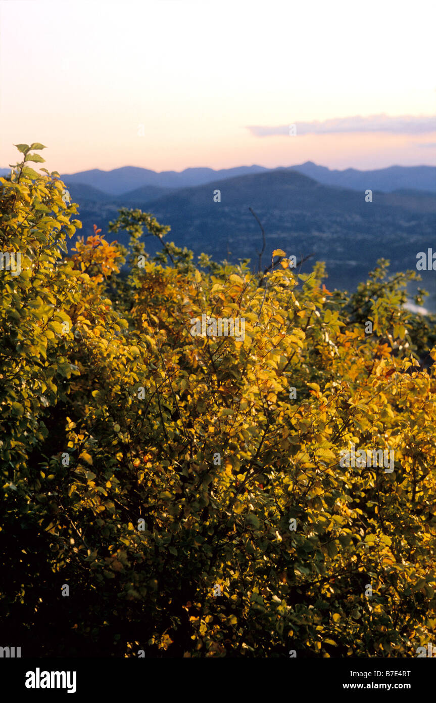Sunrise autumn tree Stock Photo - Alamy