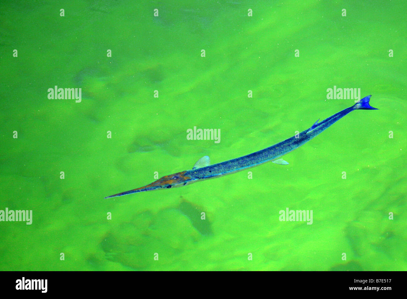 Typical cuban fish, Santa Maria island, Cuba island, West Indies ...