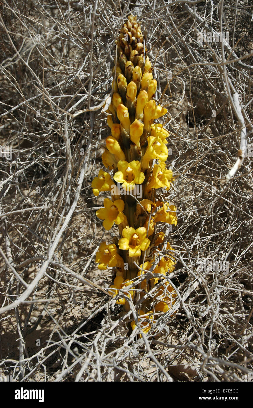 Holoparasitic desert plant hi-res stock photography and images - Alamy