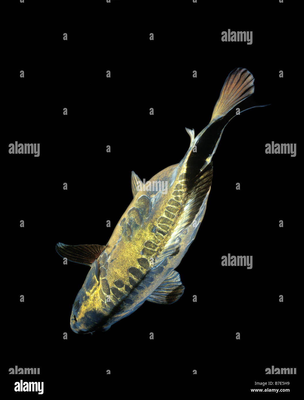 Ghost Carp High Resolution Stock Photography and Images - Alamy