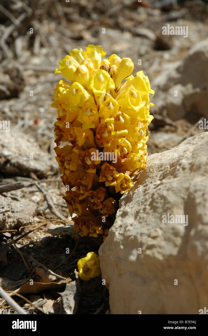 Cistanche tubulosa hi-res stock photography and images - Alamy
