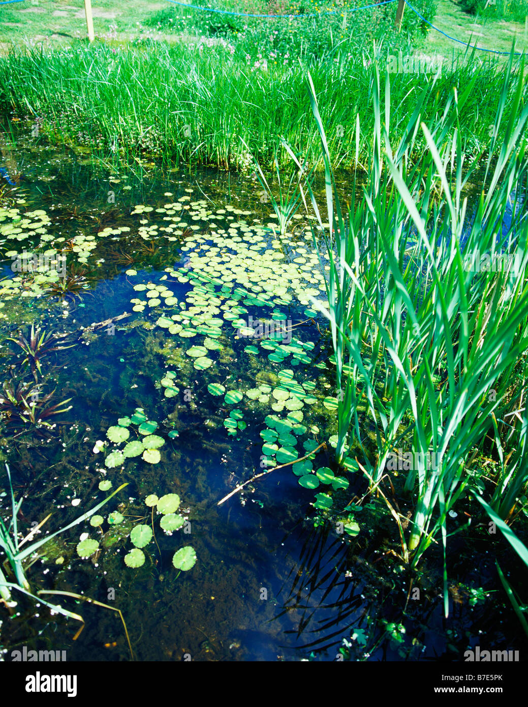 a wildlife pond in spring Stock Photo - Alamy