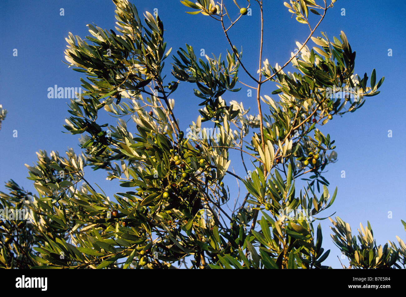 Olive tree blue sky hi-res stock photography and images - Alamy