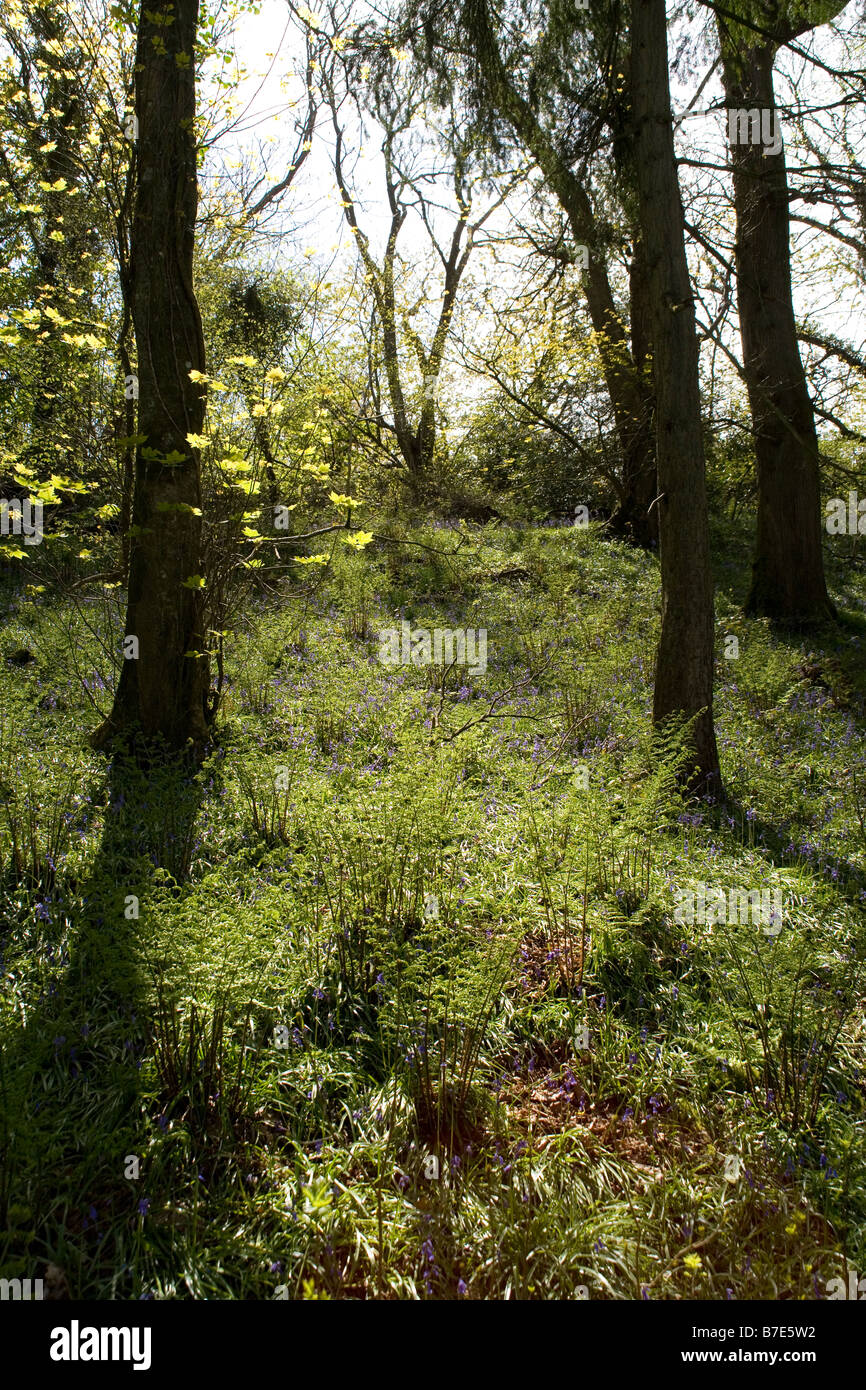 Spring bluebells in a wood in the Afon ( river) Dwyfor river valley ...