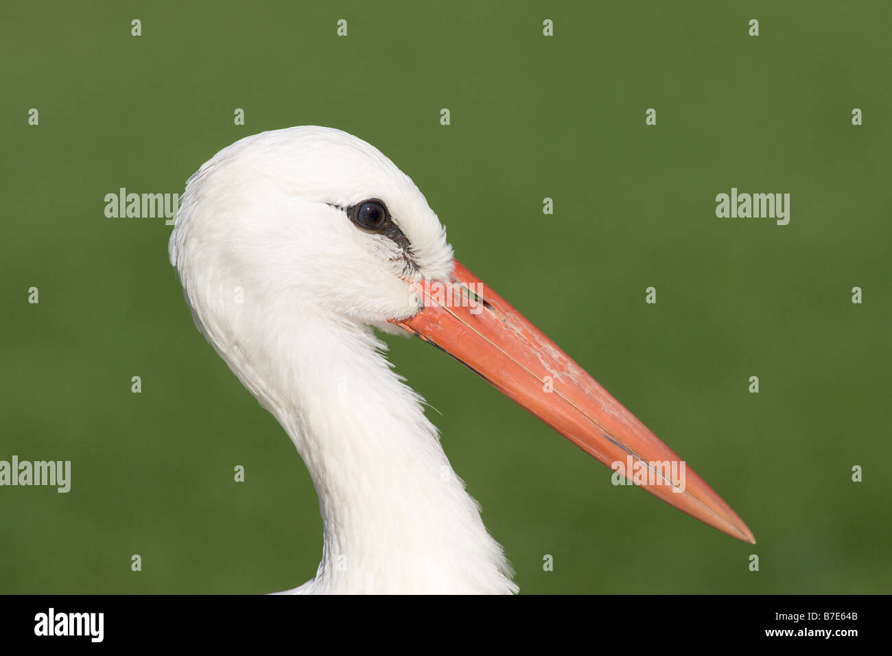 Birds with orange legs hi-res stock photography and images - Alamy