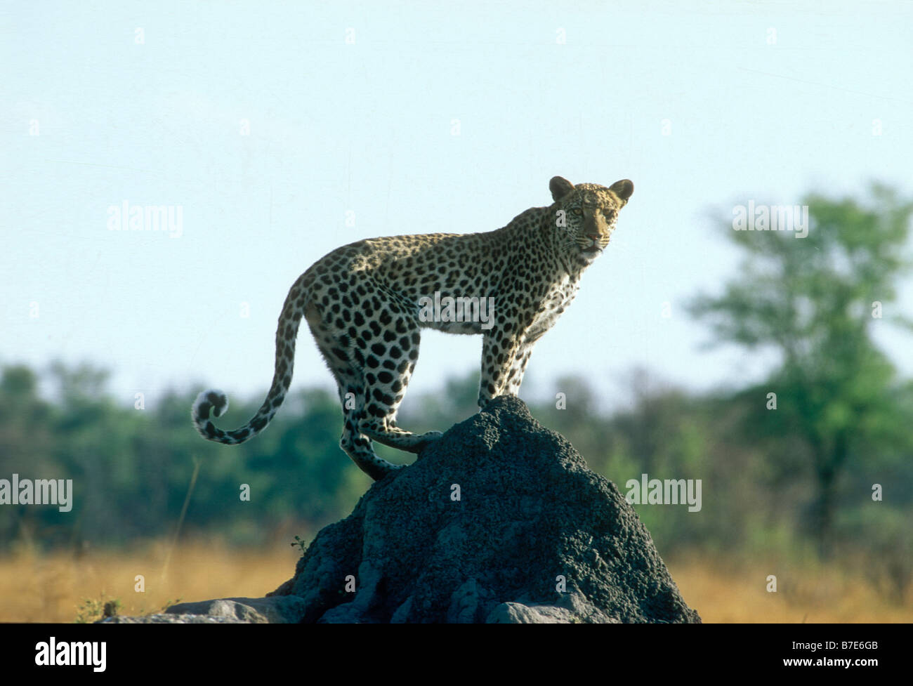 Leopard on an Anthill Stock Photo - Alamy