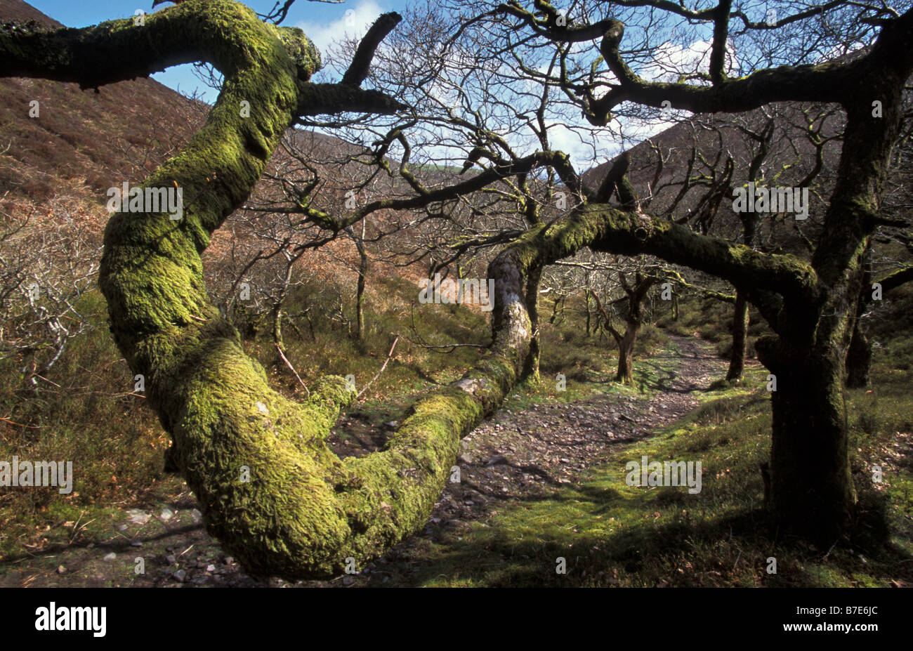 Oak trees in woodlands hi-res stock photography and images - Alamy