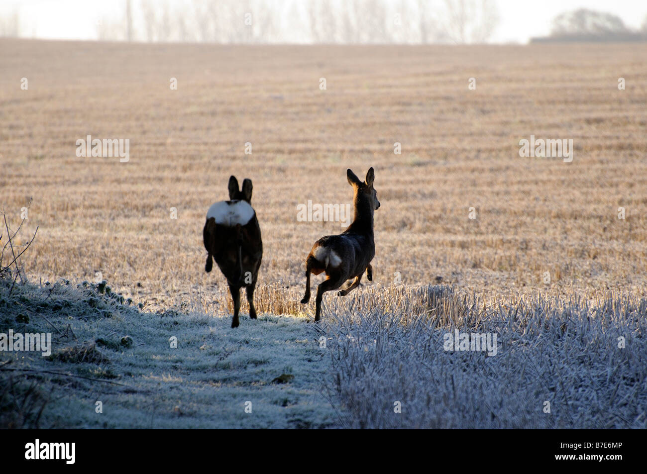 Two jumping deer hi-res stock photography and images - Alamy