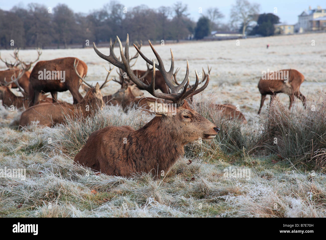 Place stag hi-res stock photography and images - Alamy