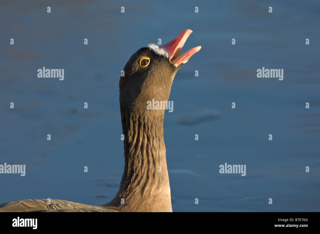 Lesser White fronted Goose Anser erythropus Stock Photo - Alamy