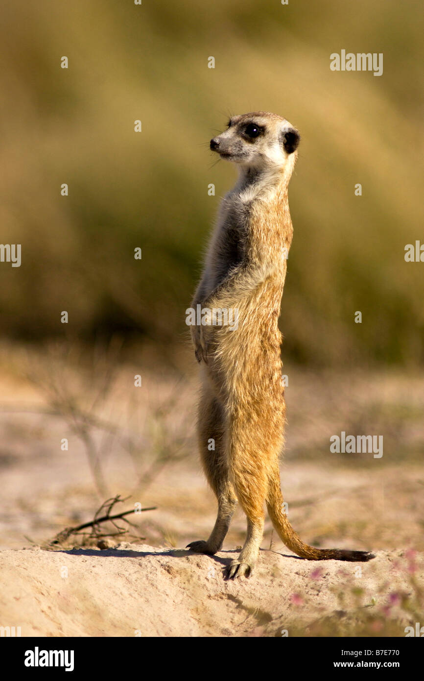 Meerkat standing duty sentinel Stock Photo - Alamy
