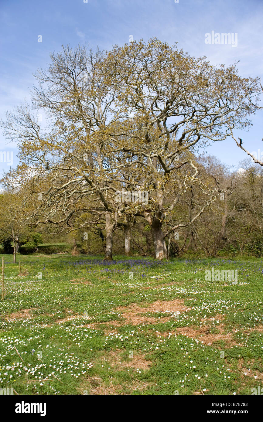 Afon dwyfor river hi-res stock photography and images - Alamy