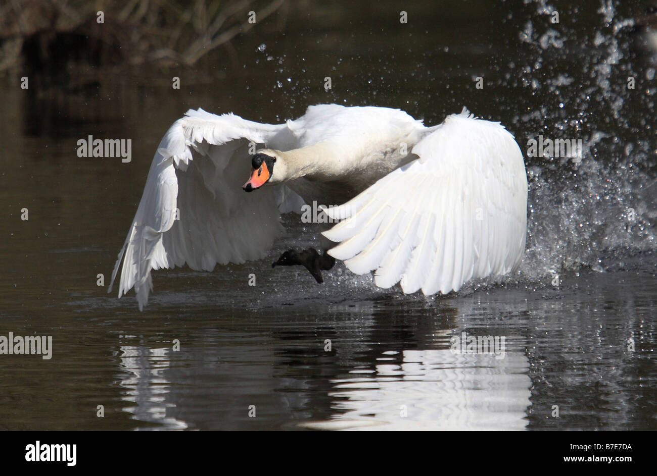 Swan taking off Stock Photo - Alamy
