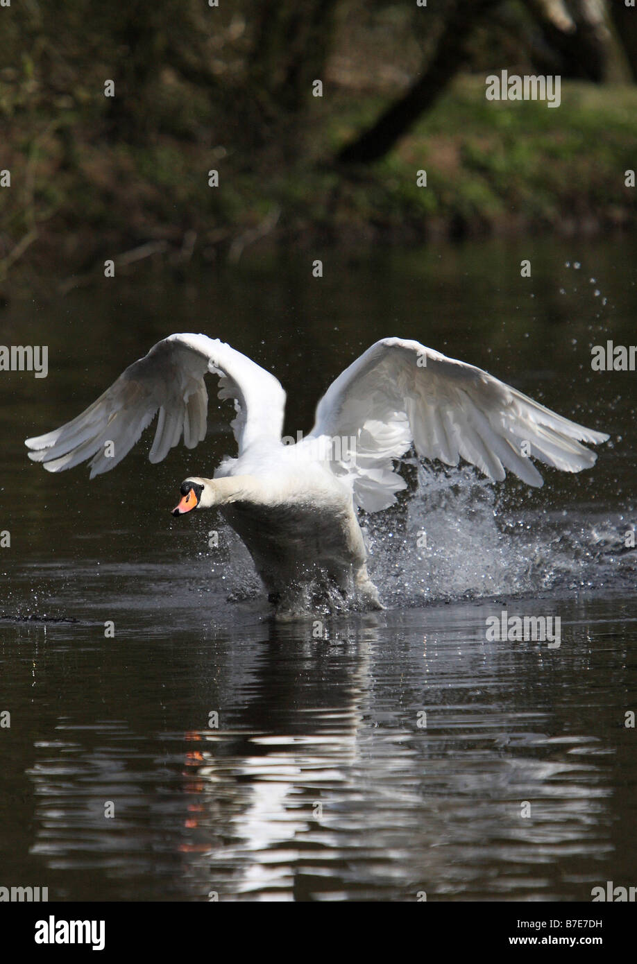 Swan taking off Stock Photo - Alamy