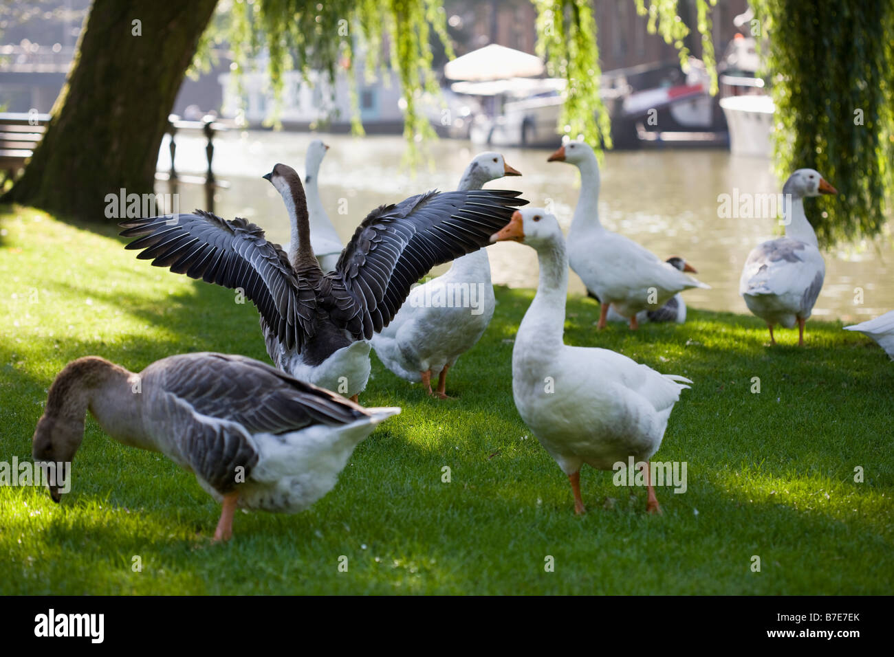 Geese by canal in amsterdam Stock Photo - Alamy