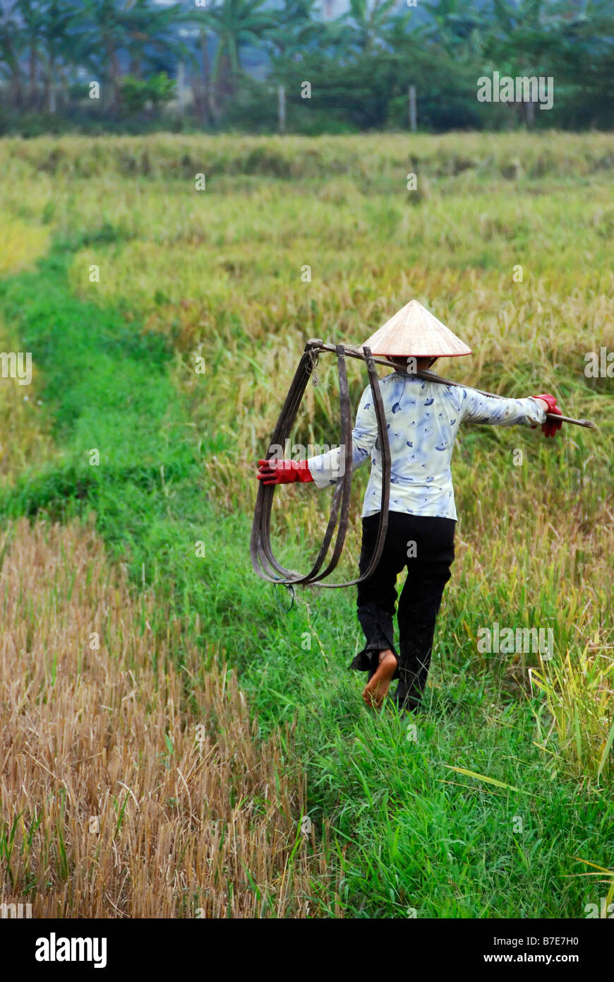Vietnamese rice workers hi-res stock photography and images - Alamy