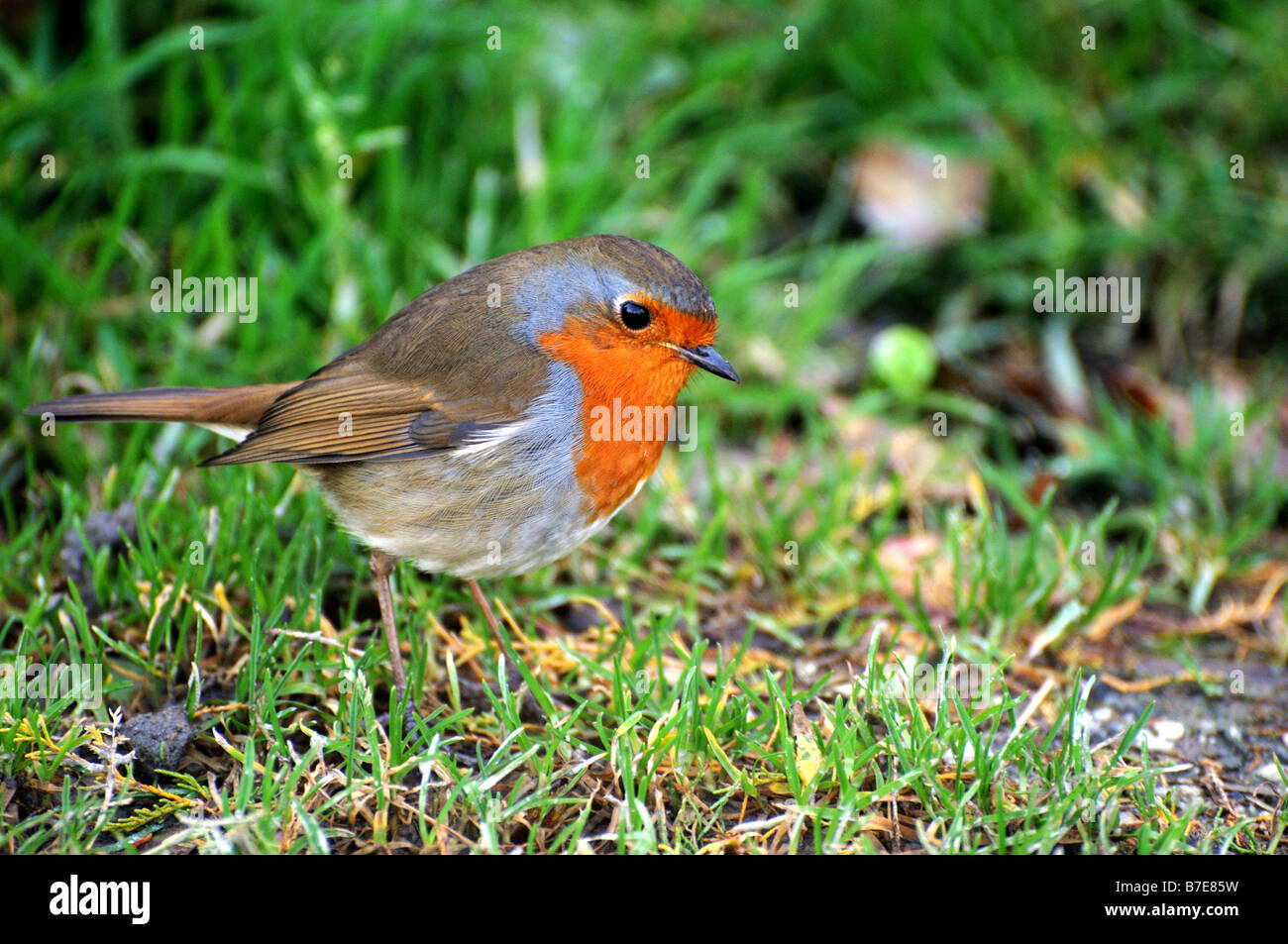 European robin nest hi-res stock photography and images - Alamy