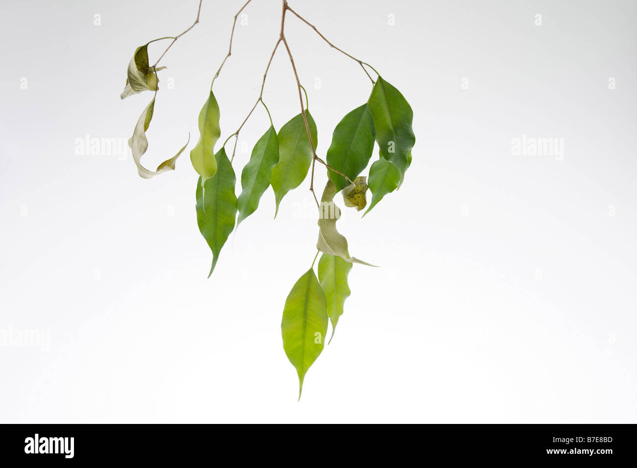 Fig tree dry leaves hi-res stock photography and images - Alamy