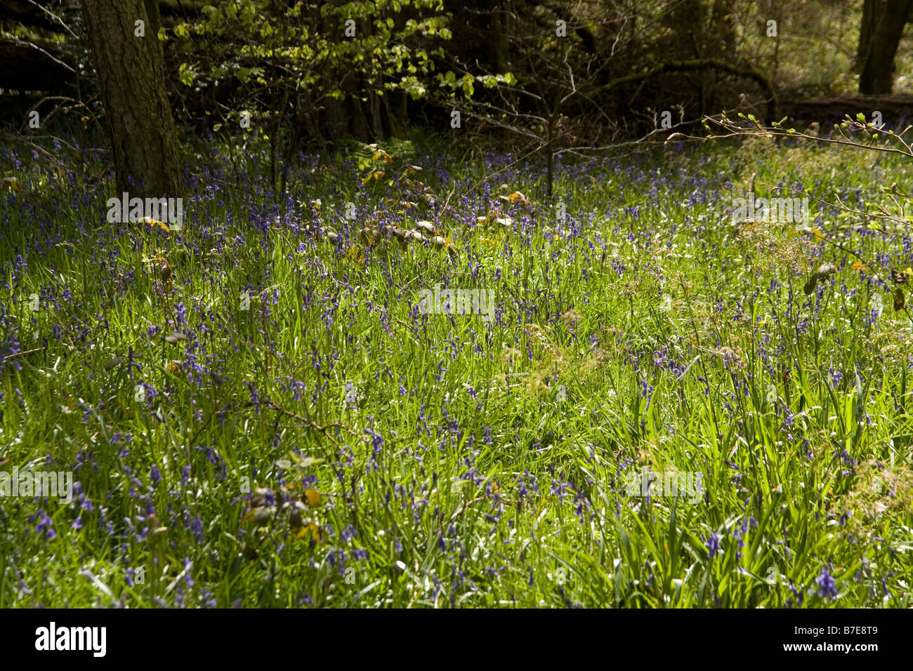 Afon dwyfor hi-res stock photography and images - Alamy
