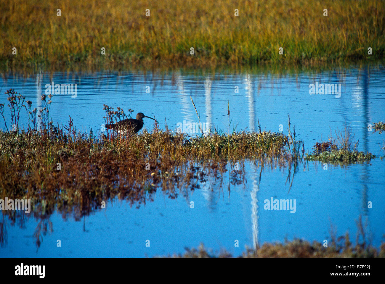 Estuary coast Yarmouth Strip of water Reed bank Curlew bird Long curved ...