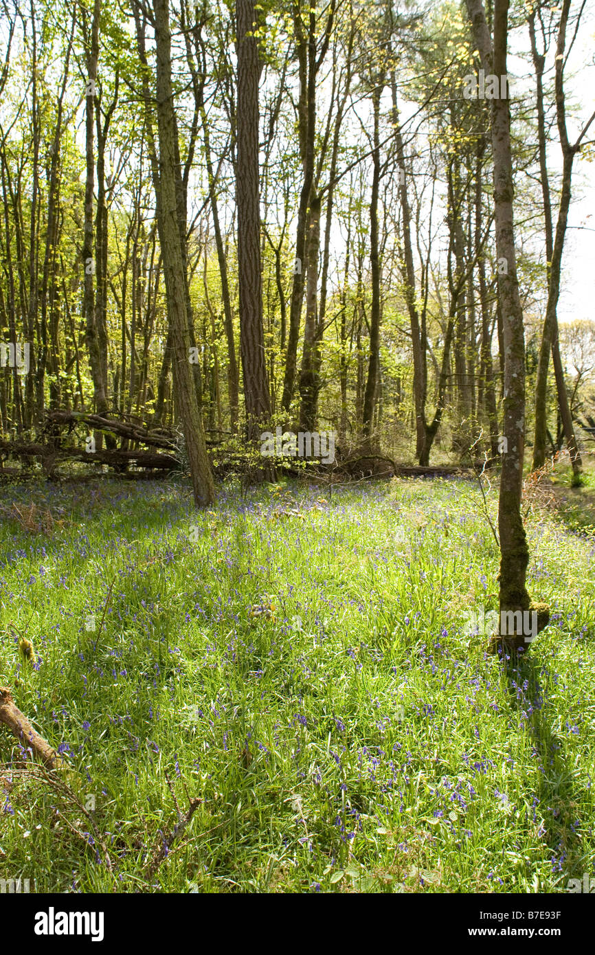 Afon dwyfor hi-res stock photography and images - Alamy