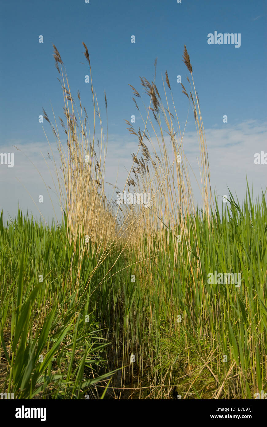 Sea of reeds hi-res stock photography and images - Alamy