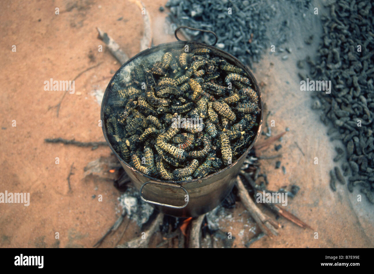 Caterpillars africa hi-res stock photography and images - Alamy
