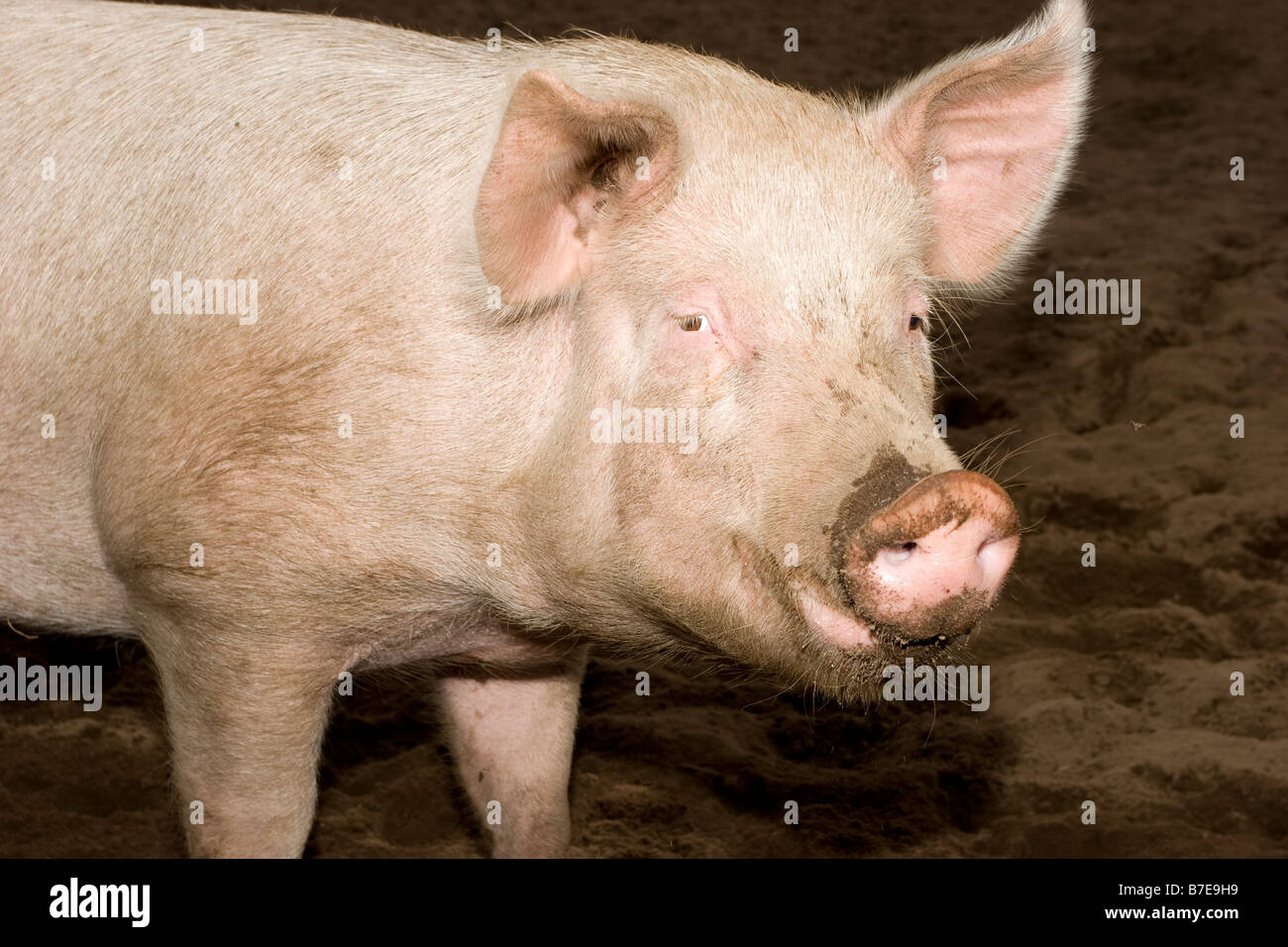 Tryne hi-res stock photography and images - Alamy