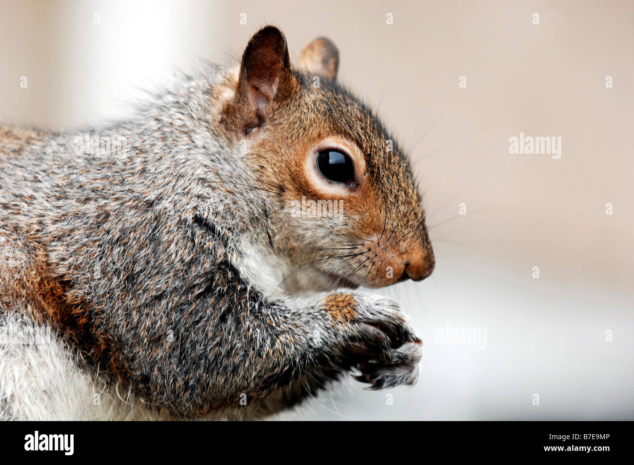 Squirrel teeth hi-res stock photography and images - Alamy