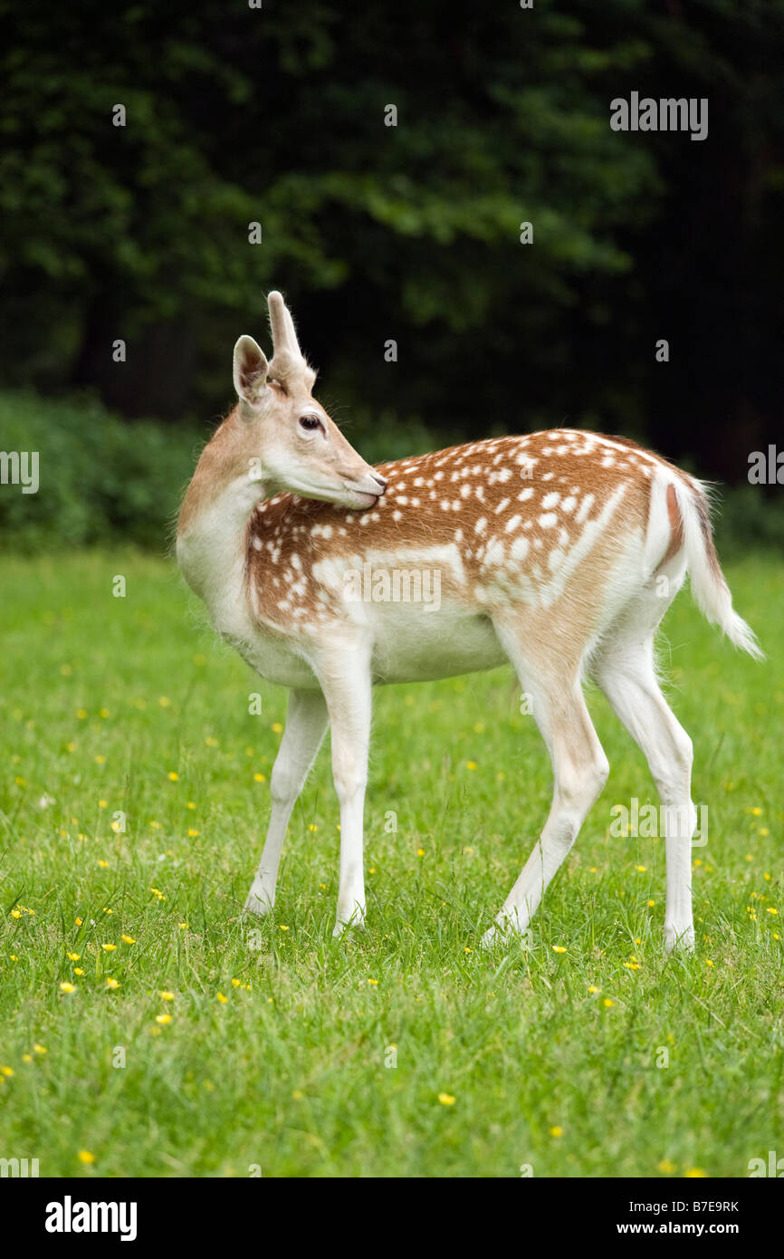 young fallow deer fawn having an itch Stock Photo - Alamy