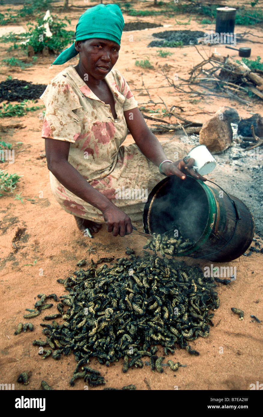 Cooking mophane worms Stock Photo - Alamy