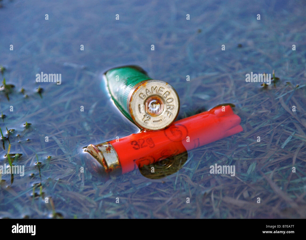 two empty shotgun cartridges lie in a grassland puddle Stock Photo - Alamy