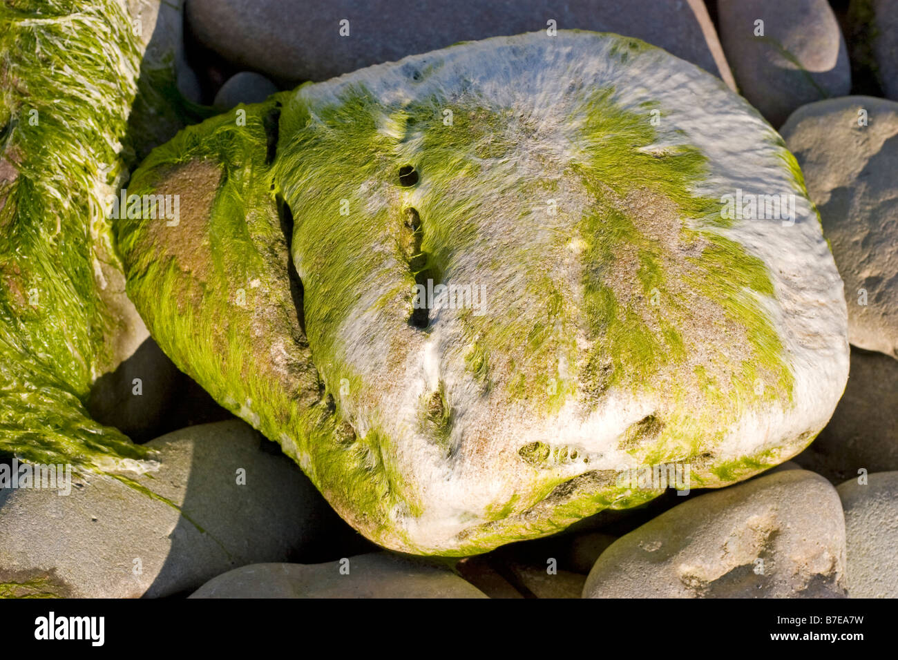 Algie hi-res stock photography and images - Alamy
