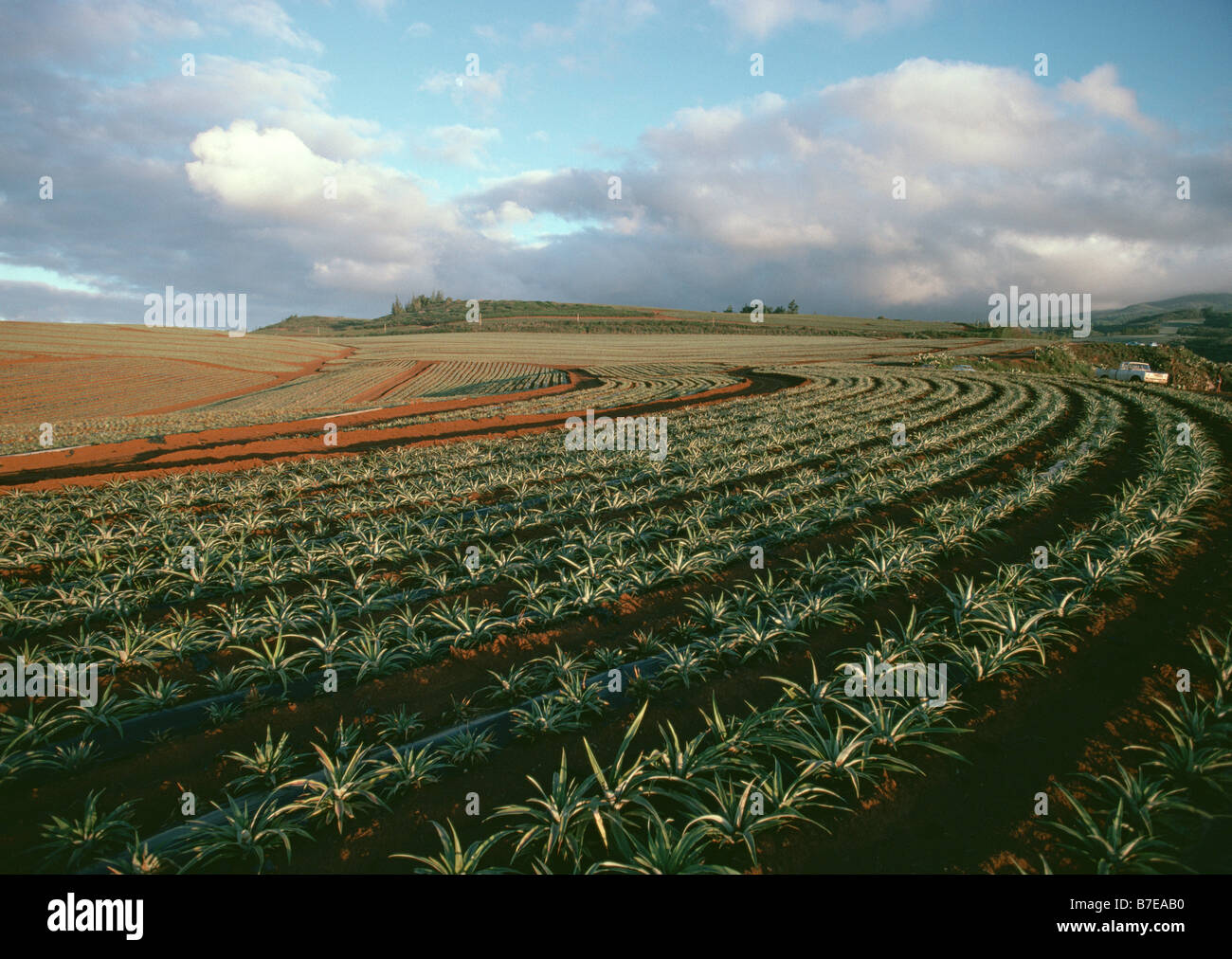 Wahiawa pineapple hi-res stock photography and images - Alamy