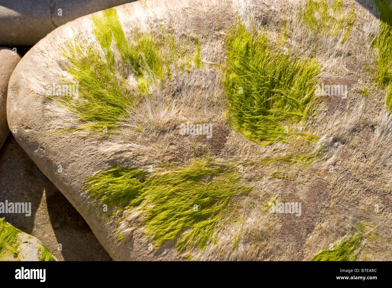 Algie hi-res stock photography and images - Alamy