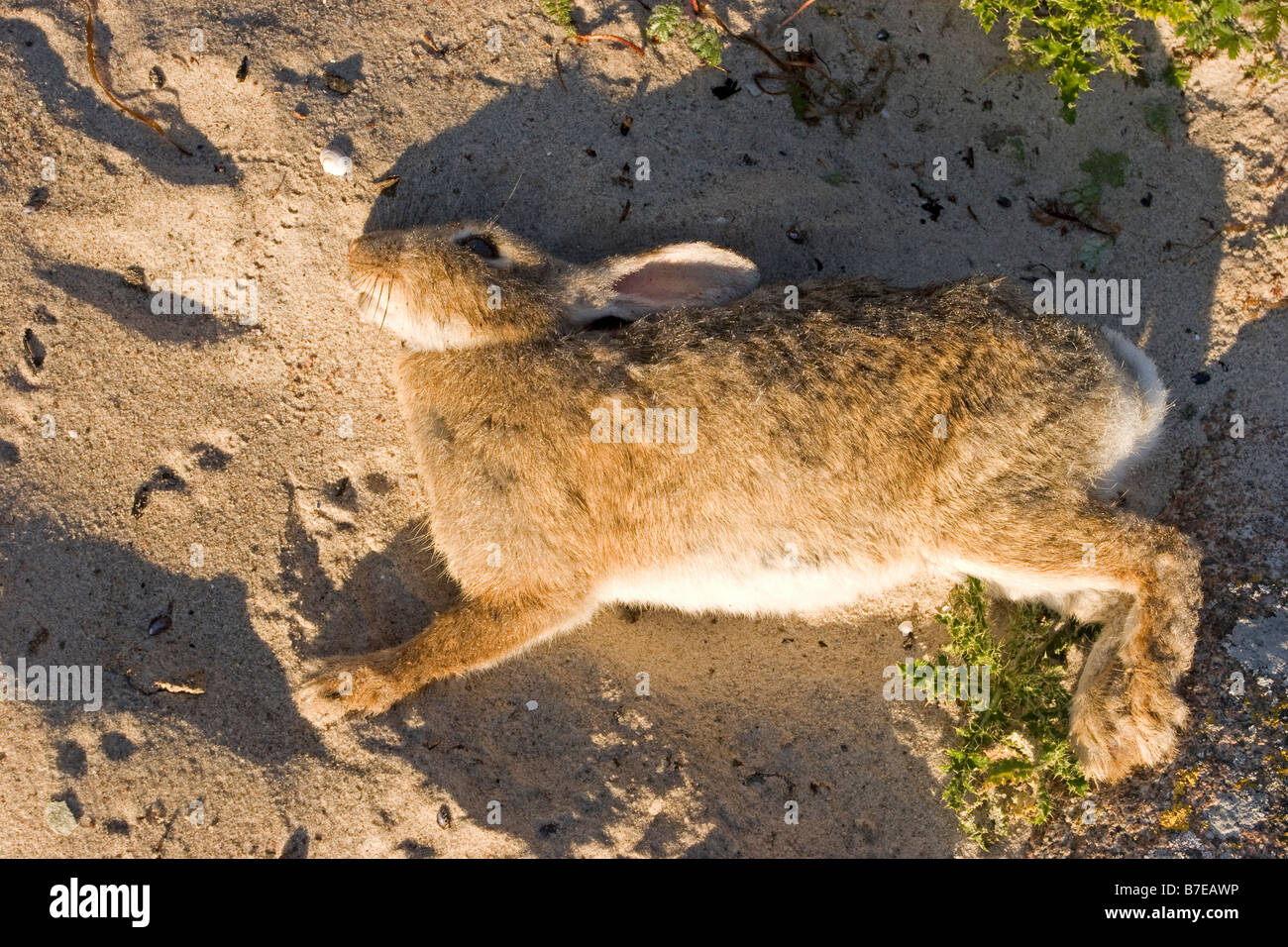 Death rabbit hi-res stock photography and images - Alamy
