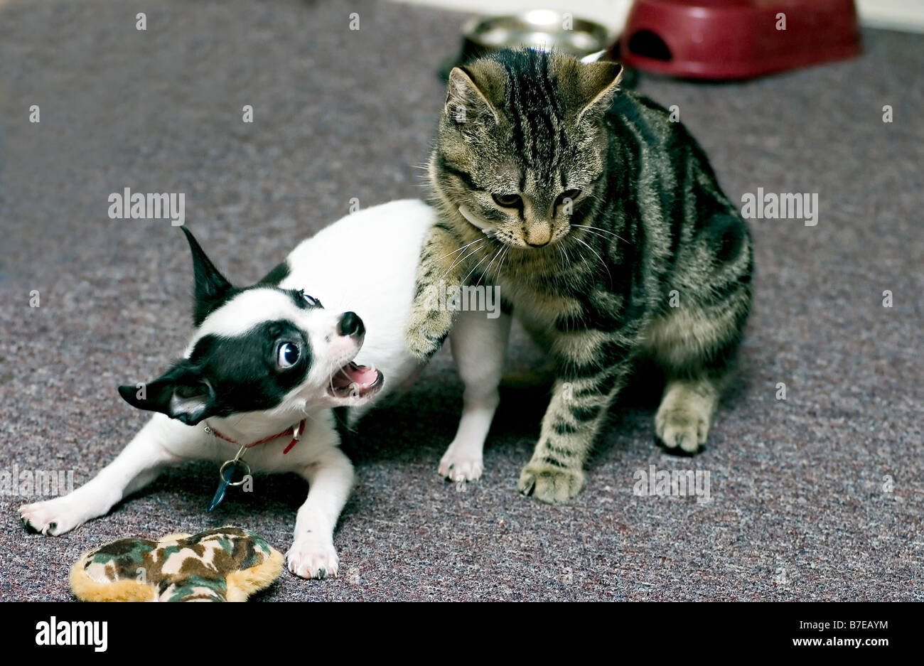 Ferocious dog hi-res stock photography and images - Alamy