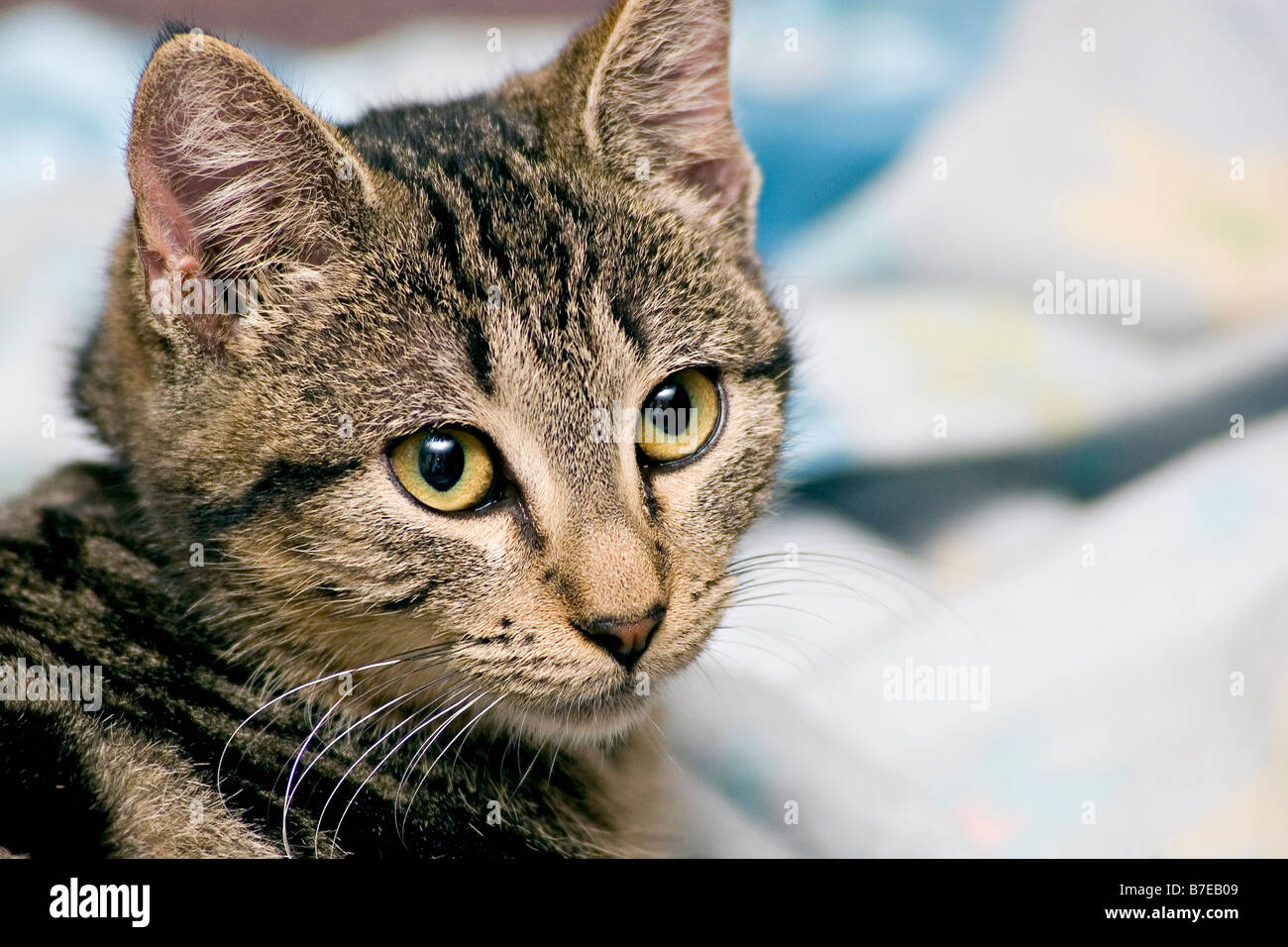 Cat looking at it s subject with an attituded of tolerance if not mild ...