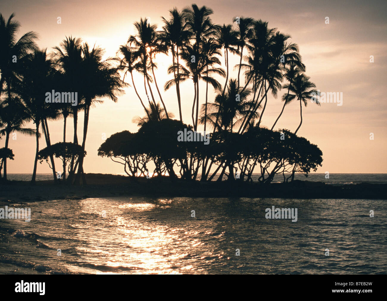 Tree and Sea Stock Photo - Alamy