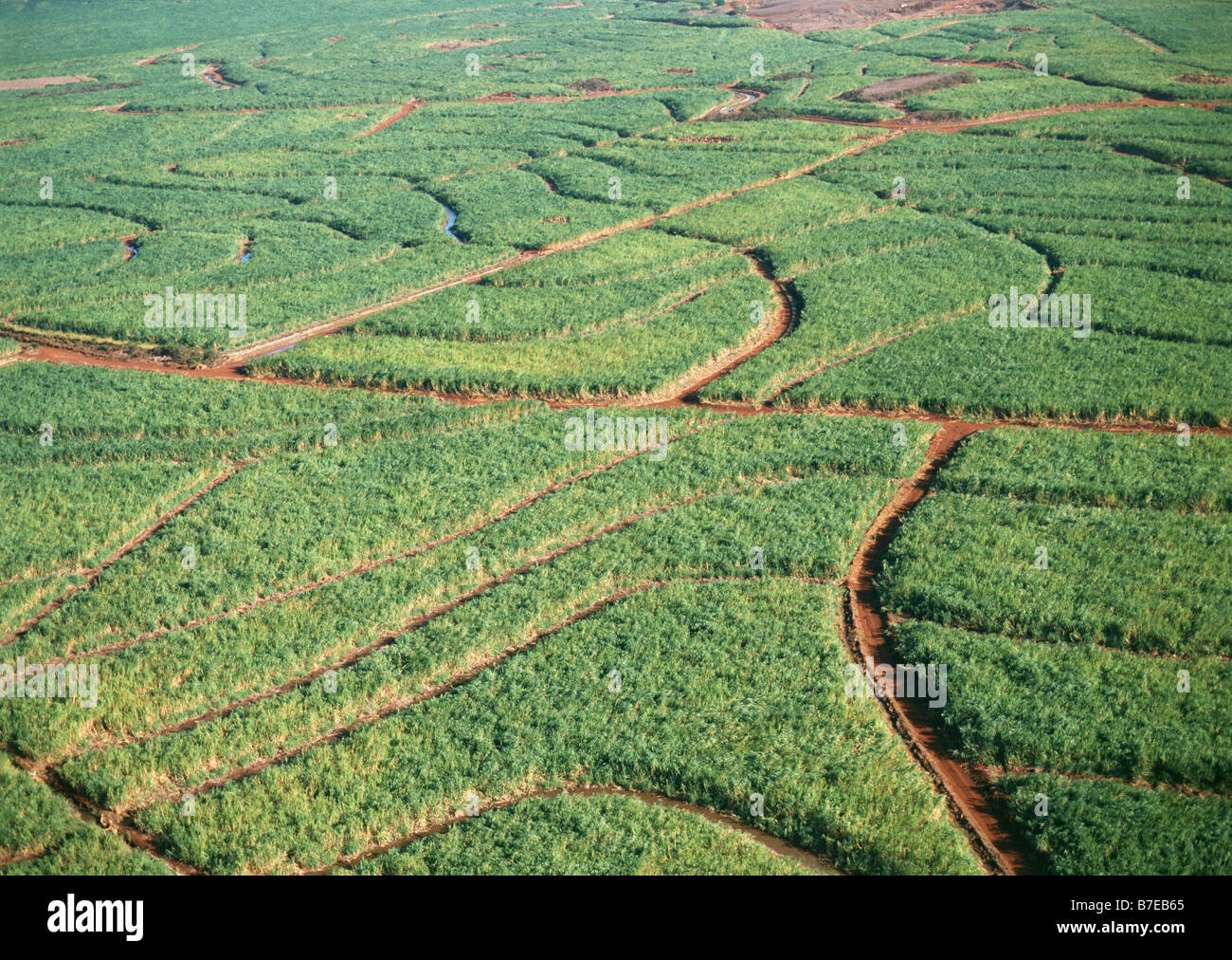 Sugar Cane Field Stock Photo - Alamy
