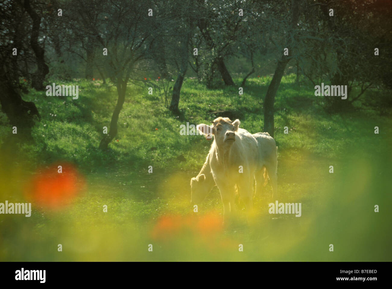 Cows in a field Stock Photo - Alamy