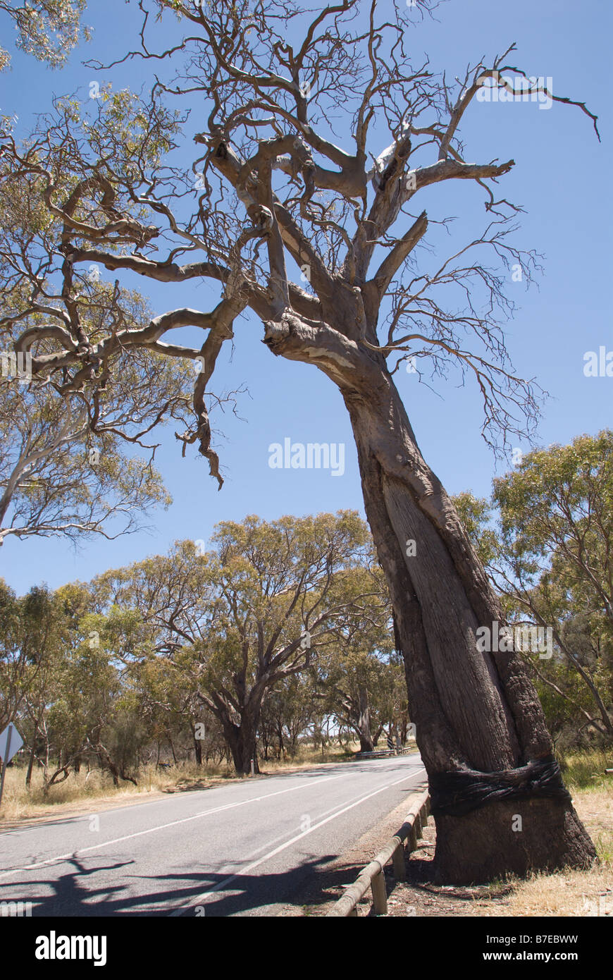 Aboriginal canoe tree australia hi-res stock photography and images - Alamy