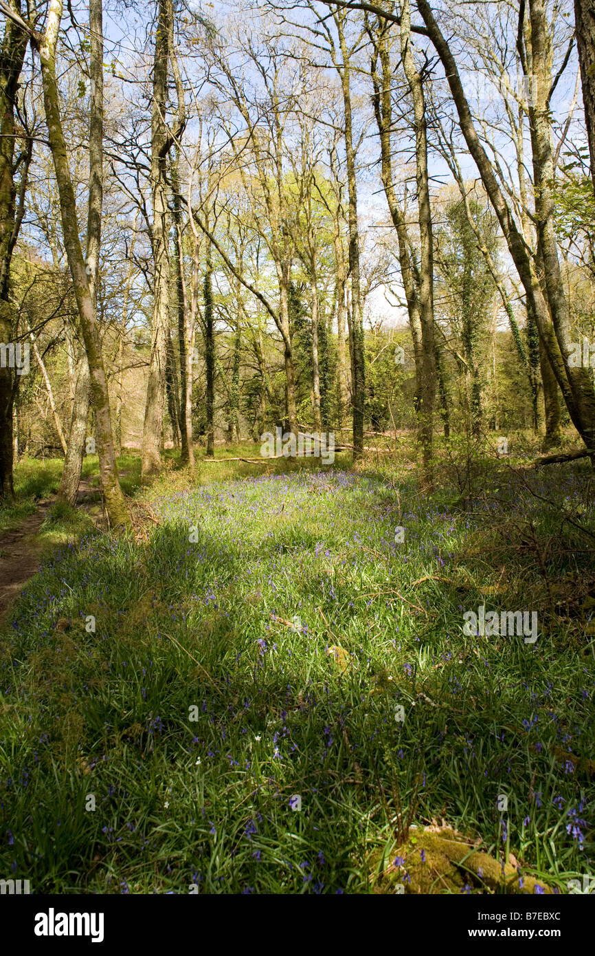 Spring bluebells in a wood in the Afon ( river) Dwyfor river valley ...