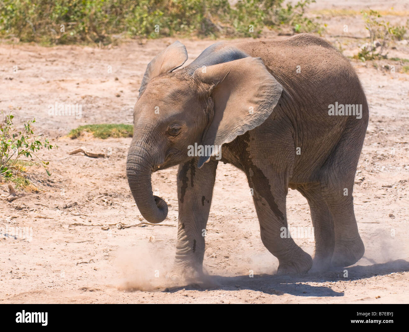 elephant calf amboseli national park kenya Stock Photo - Alamy