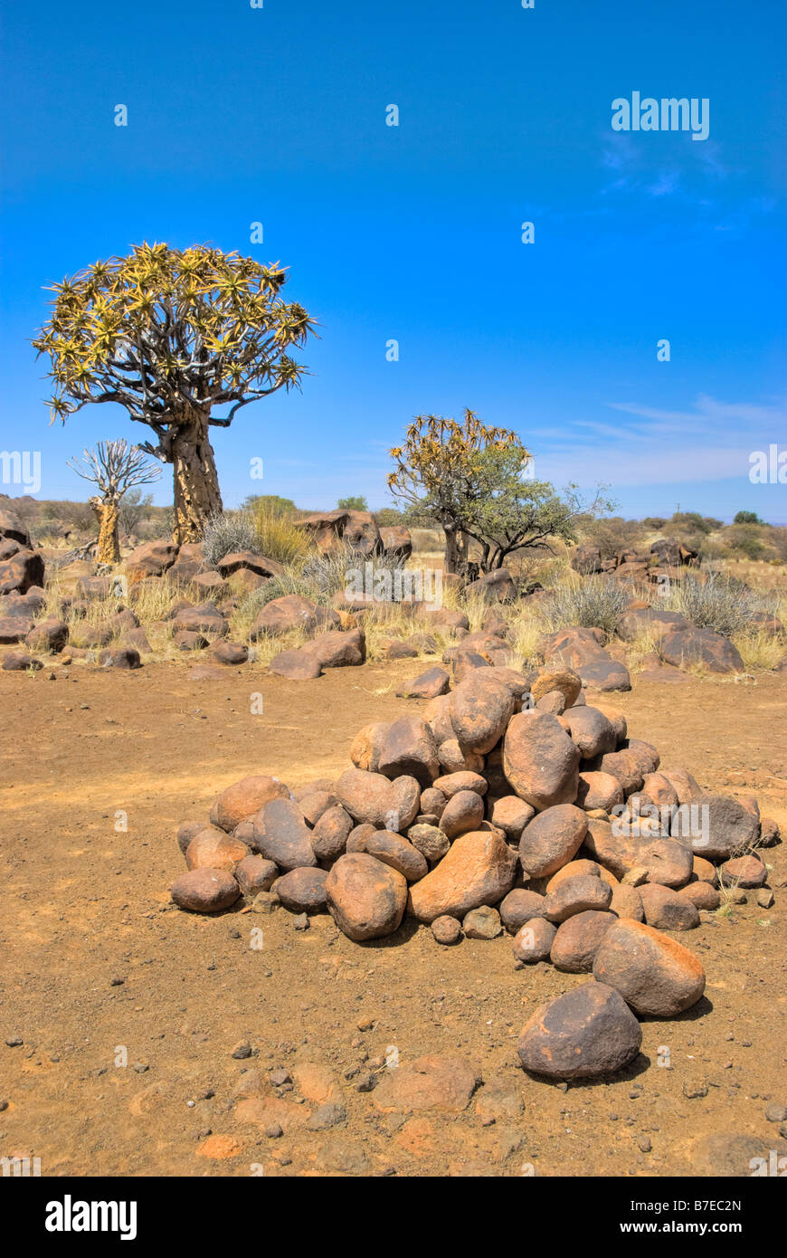 Quiver Tree Forest with interest rocks in Namibia Stock Photo - Alamy