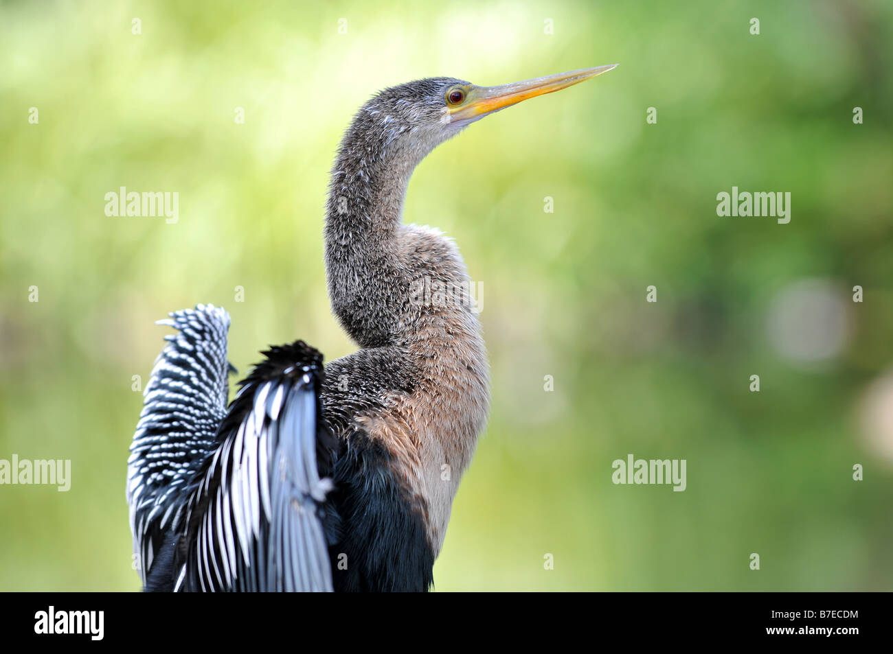 Anhinga wings spread hi-res stock photography and images - Alamy