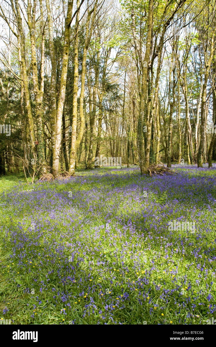 Afon dwyfor river hi-res stock photography and images - Alamy
