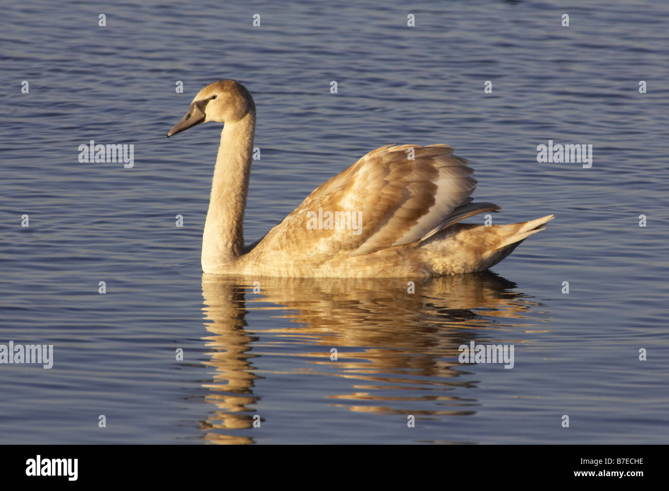 Immature Swan High Resolution Stock Photography and Images - Alamy