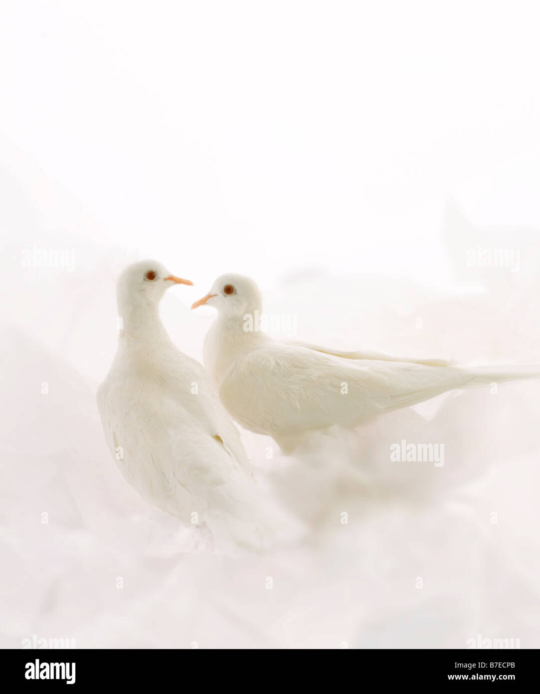 Doves of peace hi-res stock photography and images - Alamy