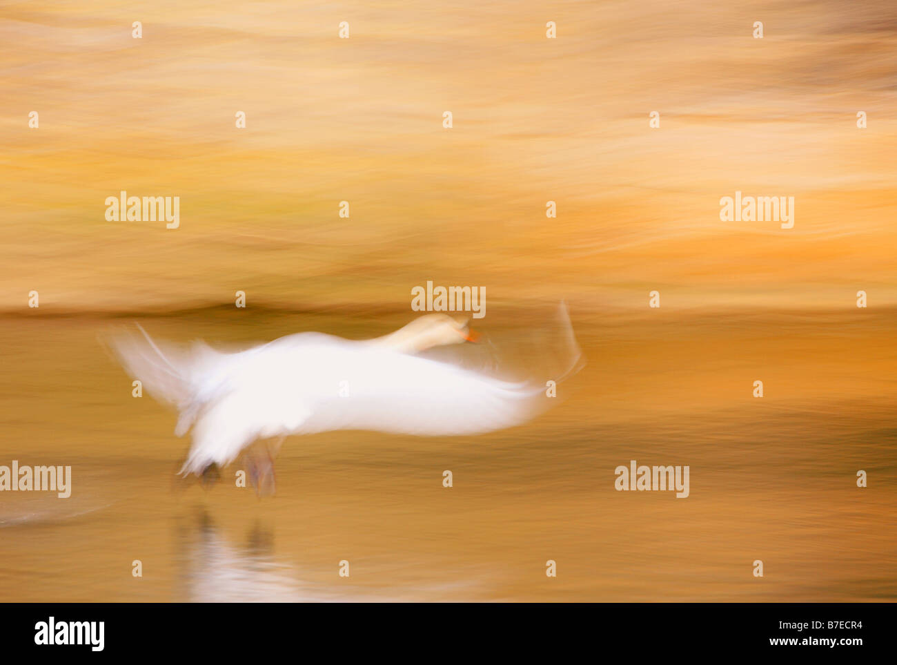 Taking off swan hi-res stock photography and images - Alamy